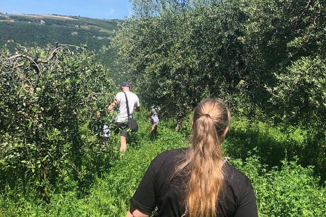 Discover DOP Olive Oil - Analyzing the Experience: What You Can Expect