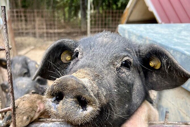 Discover Montepulciano: Cinta Senese Pigs, Lunch & wine in a Farm - Who Is This Tour Best For?