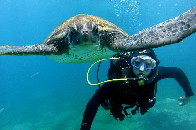 Discover Scuba Diving Experience in Turtle Habitat - The Location: Puerto Colon and Marine Encounters
