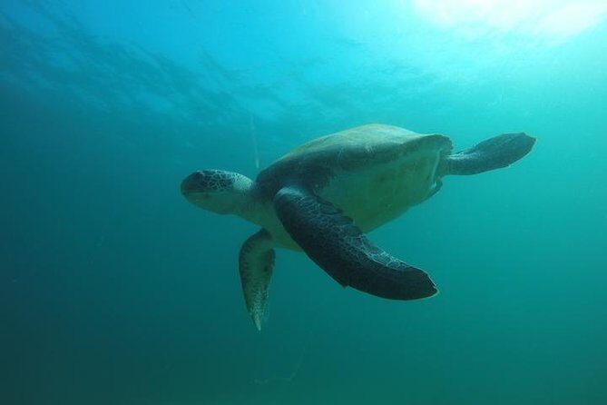 Discover Scuba Diving with two dives in the Ocean in Tenerife with Transfers - Introduction to the Tenerife Discover Scuba Experience