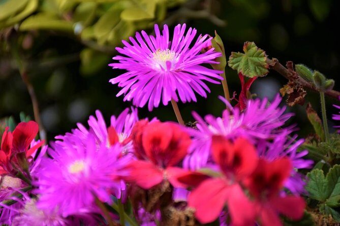 Discover The East - Madeira Island - Stop 3: Balcoes de Ribeiro Frio