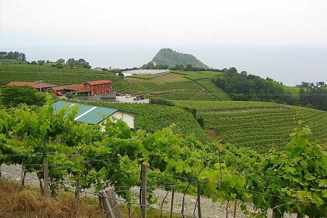 Discover the Essence of Txakoli Wine from San Sebastian - What the Reviews Say
