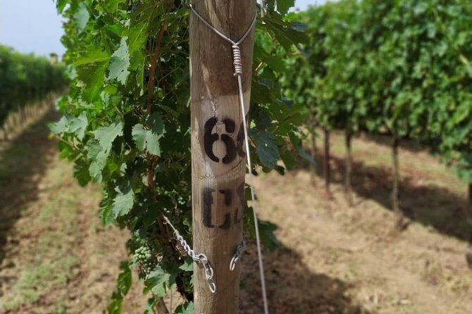 Discovering the Bolgheri vineyards and tasting local products - What Sets This Experience Apart?