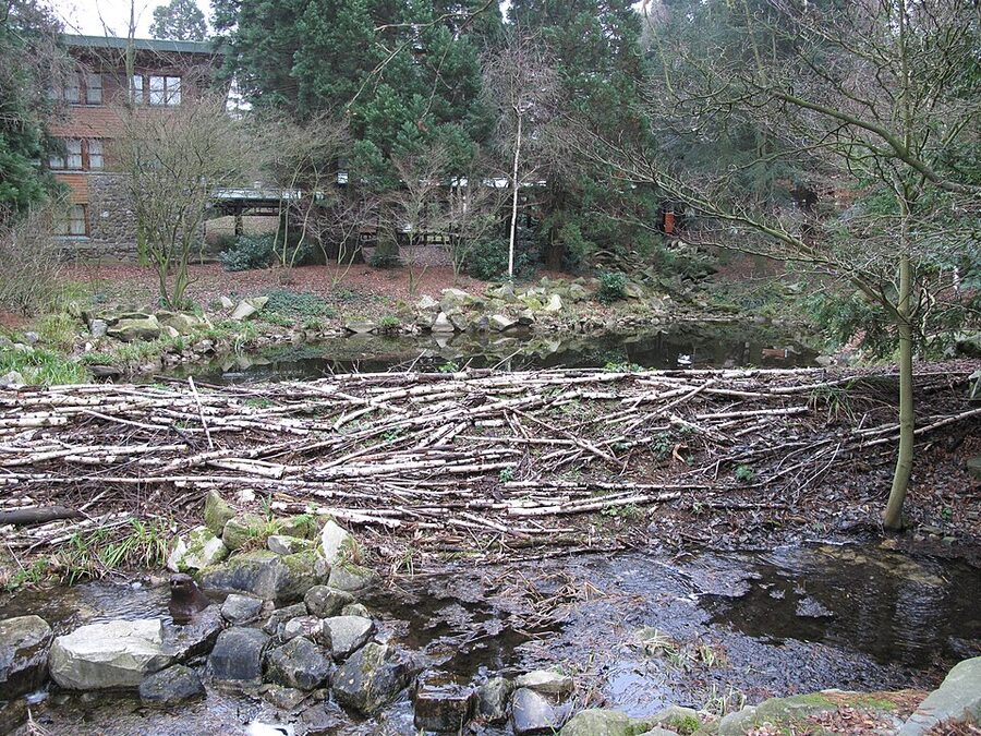 Beaver dam in the woodland near Davy Crockett Ranch