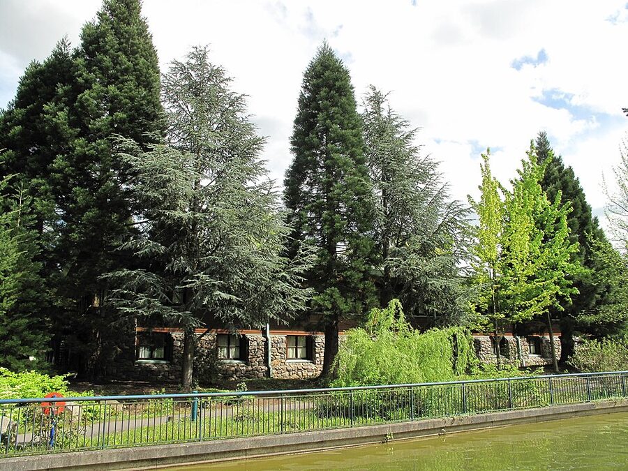 Mature sequoia trees in the Disney resort grounds
