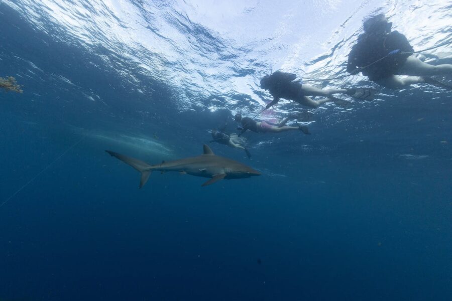 Divers swimming alongside a shark underwater in clear ocean