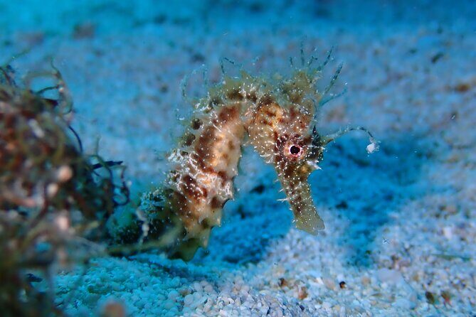 Diving for licensed divers - Authentic Experiences from Reviewers
