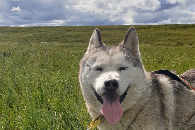 Dog Sledding and Mushing Experience by Siberian Husky in Iceland - The Dogs and Their Training