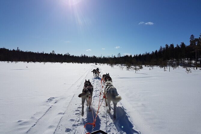 Dogsled Adventure Kiruna - Who Is This Tour Best For?