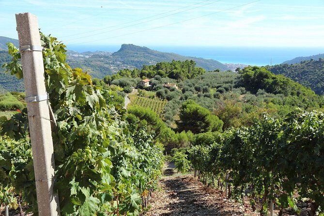 DOLCEACQUA & THE NERVIA VALLEY - The home of Rossese wine and Monet's beloved bridge - FAQs