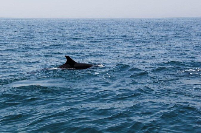 Dolphin and Whale Watching in Lagos - The Sum Up: Is It Worth It?
