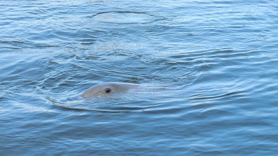 Bottlenose dolphin off a pier in southwest Florida