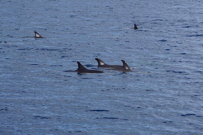 Dolphin Observation In A Small Group On A Silent Hybrid Boat - The Small Group Advantage