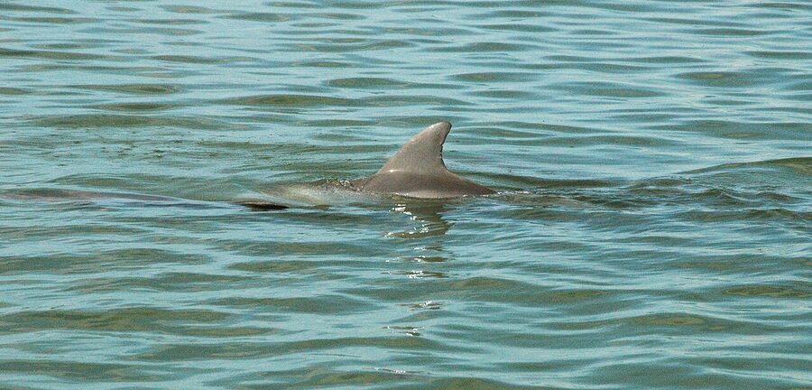 Bottlenose dolphin surfacing in Pine Island Sound near Fort Myers