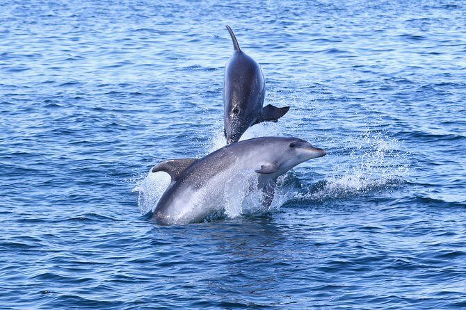 Dolphin Quest & Marine Life Search - Detailed Review of the Dolphin Quest & Marine Life Search