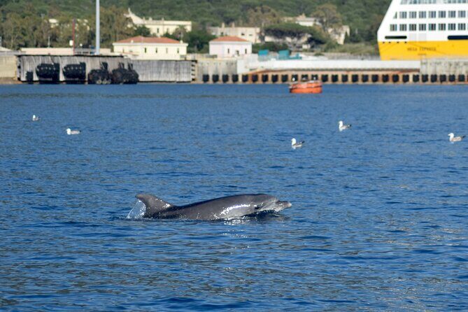 Dolphin spotting in the Gulf of Olbia - Considering the Price and Overall Value