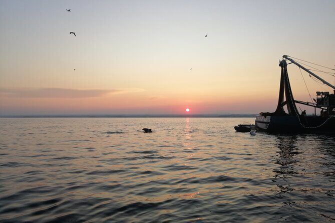 Dolphin Sunrise Adventure with Speedboat - The Journey Begins: Spotting Dolphins and the Dawn