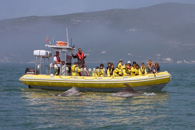 Dolphin Watching at the Arrabida (Lisbon region) - Final Thoughts: Is This Tour Worth It?