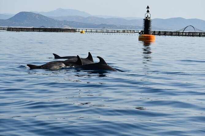 Dolphin Watching Boat Tour from Olbia - Final Thoughts