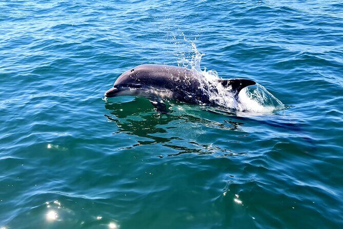 Dolphin Watching in Sesimbra - Is This Tour Worth It?