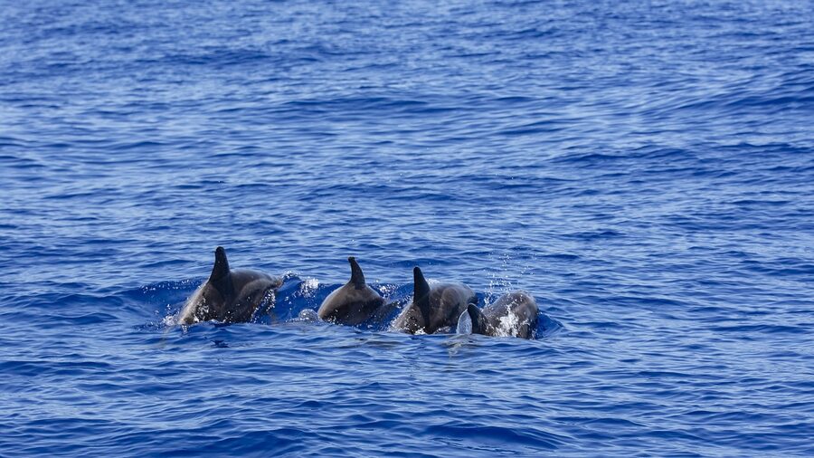 Dolphins swimming alongside a whale watching boat