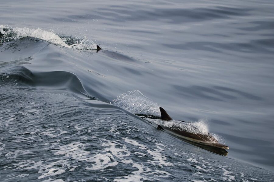 Pod of dolphins swimming in California coastal waters