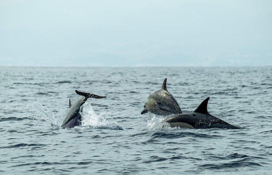 Dolphins leaping and playing in open ocean water
