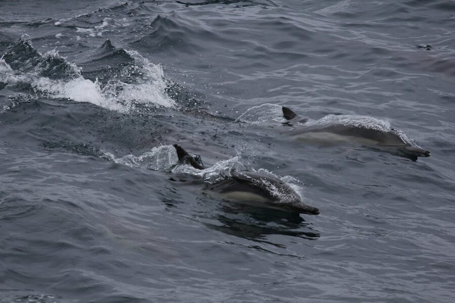 Dolphins swimming alongside a boat off California