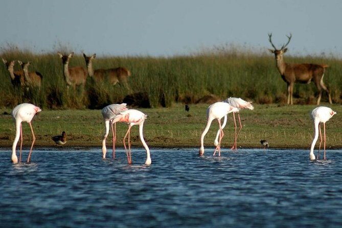 Donana National Park & Matalascanas Guided Tour from Seville - Who Should Consider This Tour?