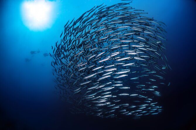 Double Dive Elba Island - The Marine Environment and Visibility