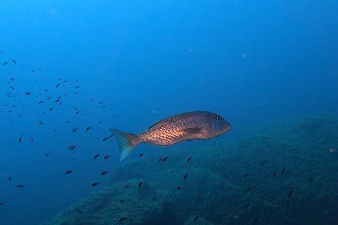 Double dive in the Capo Carbonara Marine Protected Area, for patents. - Discovering the Marine Protected Area of Capo Carbonara