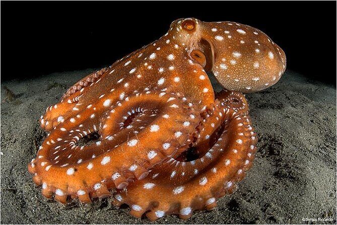 Double dive in the Punta Campanella Marine Protected Area - Final Thoughts