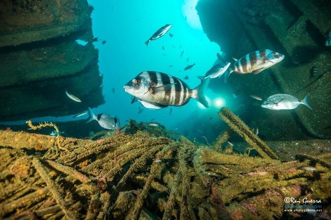 Double dream dive on a Maritime Reserve - Exploring the Itinerary: What to Expect