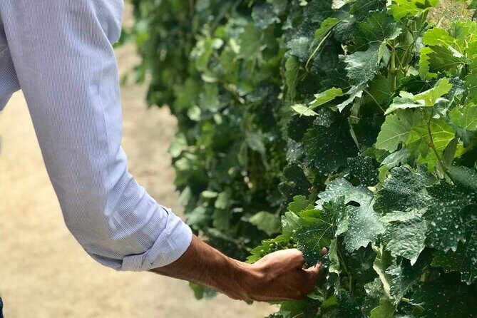 Douro Valley Premium Tours - Private Driver & Guide - What the Tour Includes & Excludes