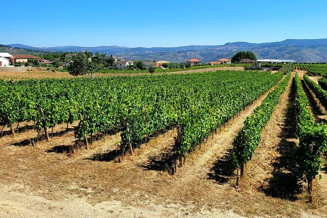 Douro Valley Private Tour (winery + boat + viewpoint) - Who Is This Tour Best For?