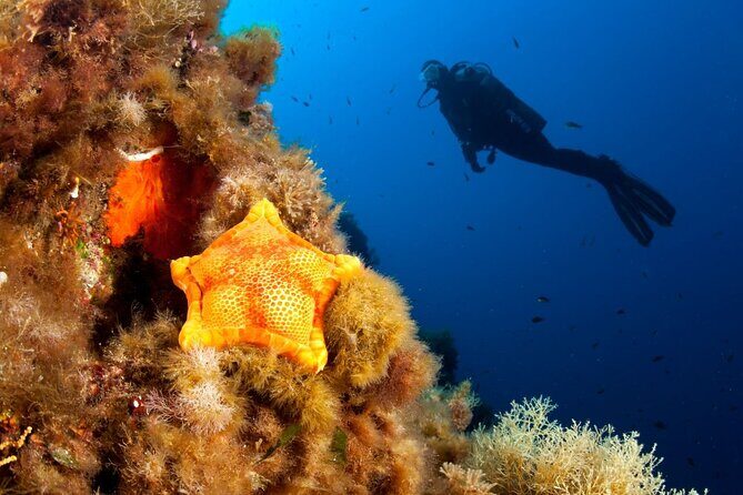 Dubrovnik 1 Dive for Certified Divers - Who Will Appreciate This Tour?