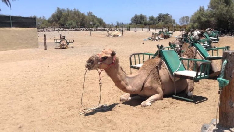 e-Scooter City Tour + Camel Ride inside Maspalomas Dunes - The Itinerary in Detail: What to Expect