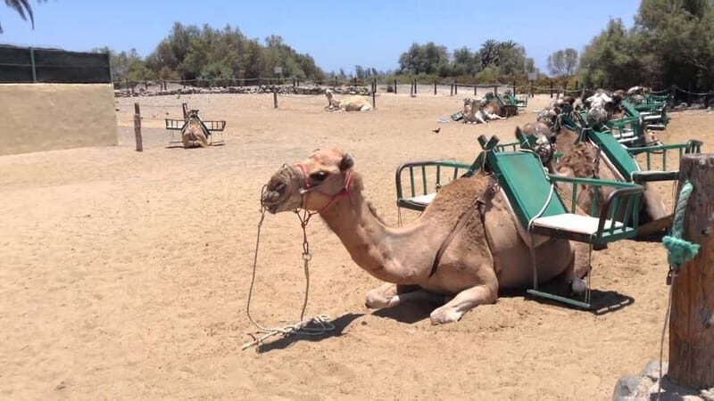 e-Scooter City Tour + Camel Ride inside Maspalomas Dunes - The Itinerary in Detail: What to Expect
