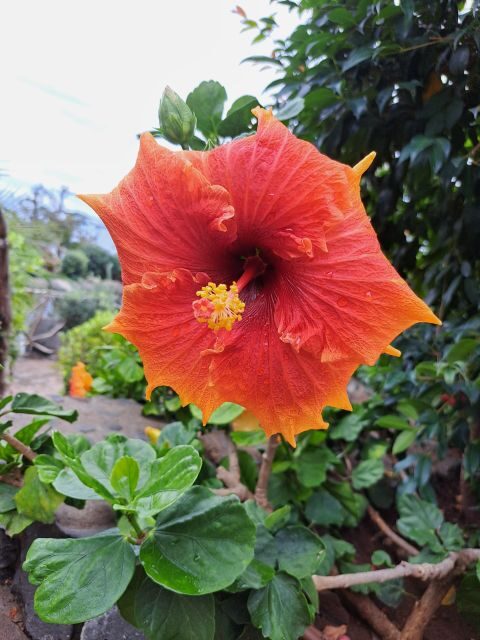 EAST MADEIRA:,Peaks, Forest walk,Thatched Roofs, Rum factory - The Experience: What Travelers Can Expect