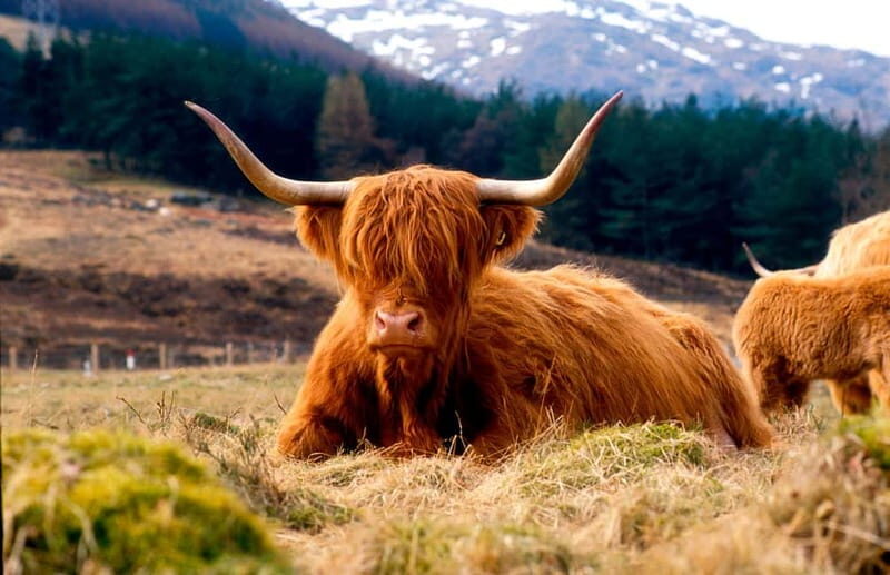 Edinburgh: Balmoral Castle and Scone Palace Royal Tour - Authentic Experiences and Insights from Reviews