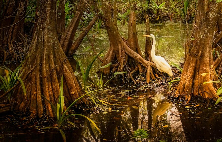 An egret standing among mangrove roots with reflection