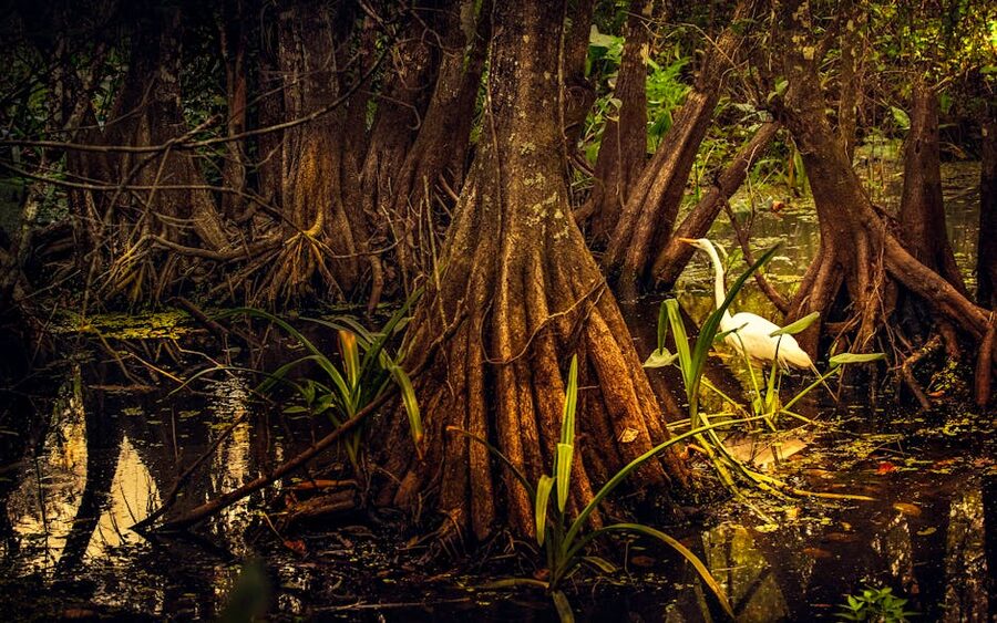 Egret wading among mangrove roots at sunset