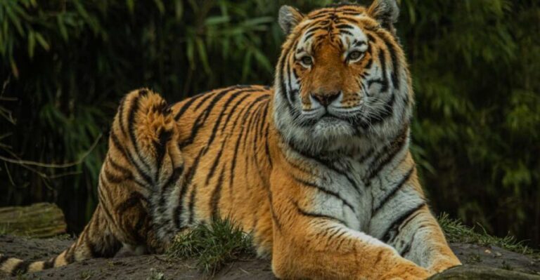 Eindhoven Zoo Entry Ticket - Who Will Enjoy Eindhoven Zoo Most?