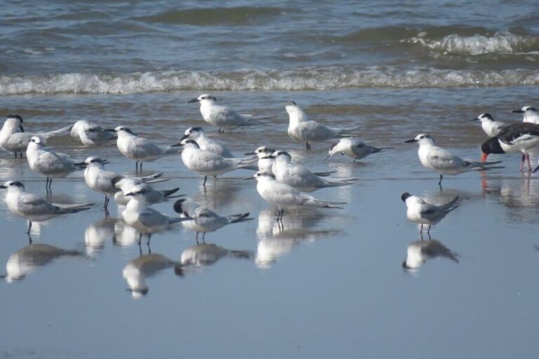 El Rocío: Doñana National Park 4x4 Guided Tour - The Guides and the Experience