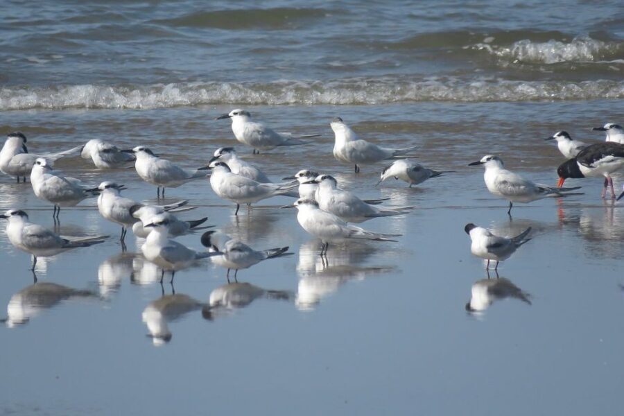 El Rocío: Doñana National Park 4x4 Guided Tour - The Guides and the Experience