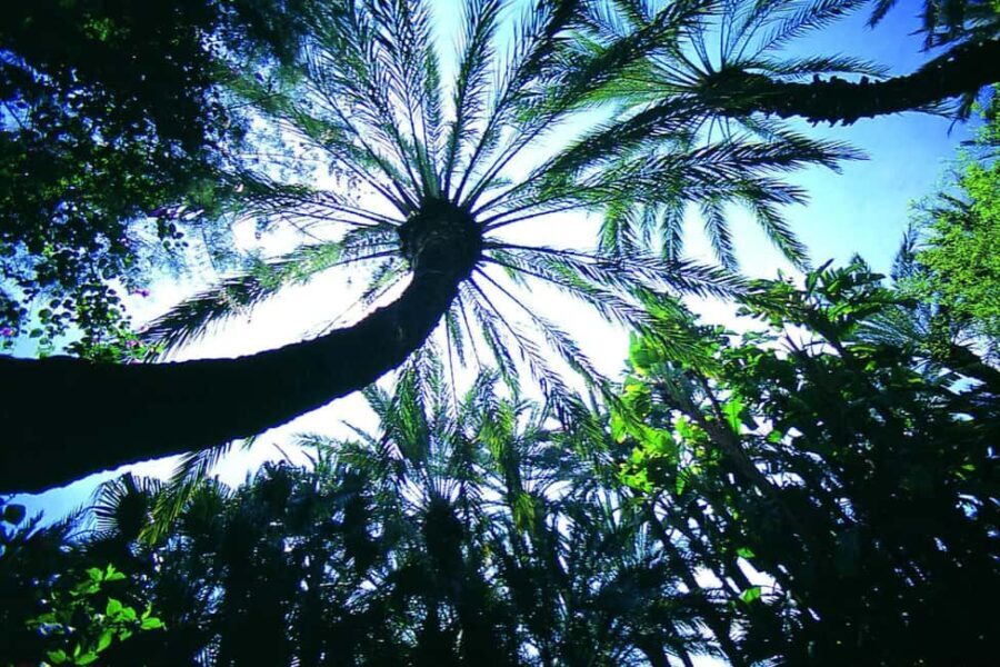 Elche: Entry Ticket Huerto del Cura National Artistic Garden - Practical Details: What to Expect and Tips