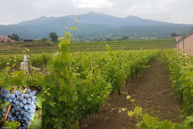Etna trekking and wine tasting - An In-Depth Look at the Etna Trekking and Wine Tasting Tour