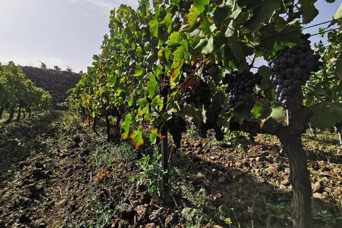 Etna Wine And Taormina From Messina - Practical Details: What to Expect