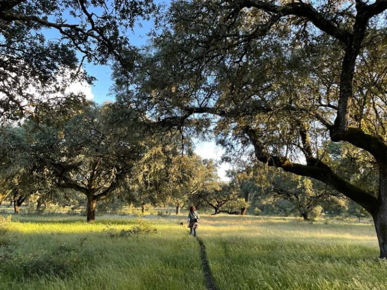 Évora: Cork Factory and Cork Farm Lunch included - The Value of Guided Knowledge and Personal Touches