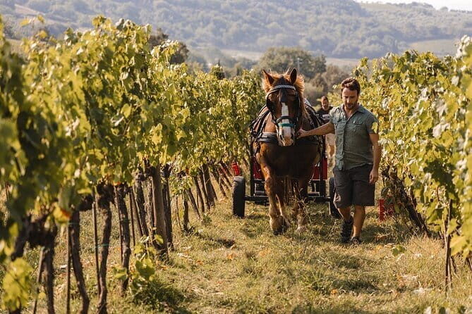 Exclusive Brunello di Montalcino tour from Florence - What’s Included and Why It Matters